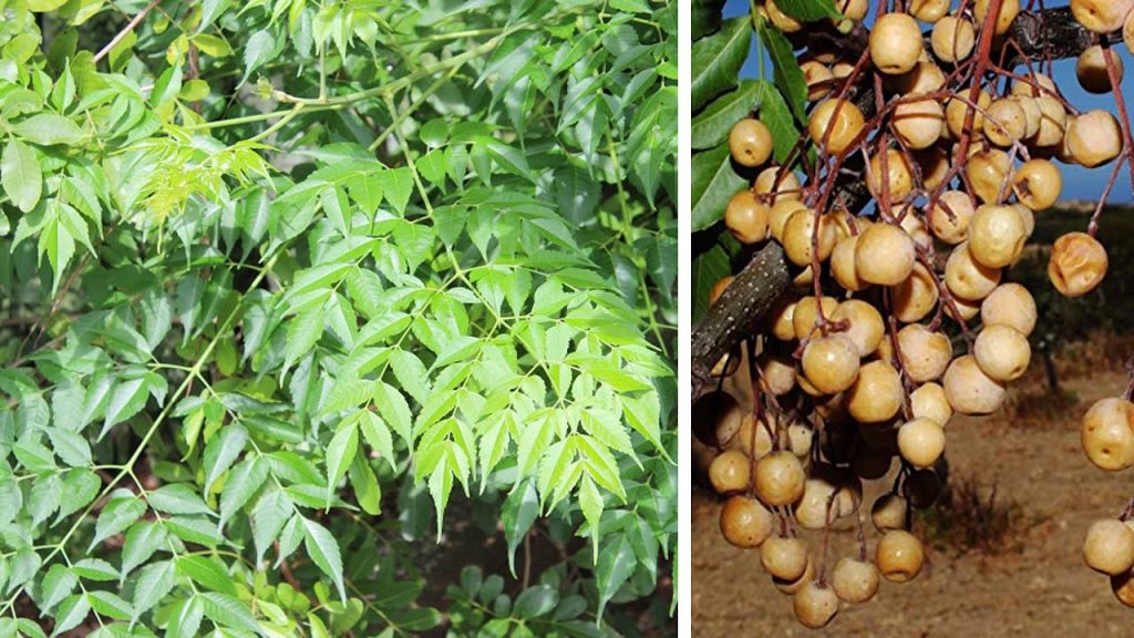 Bakayan Tree Uses, Benefit, and Side Effects in Hindi